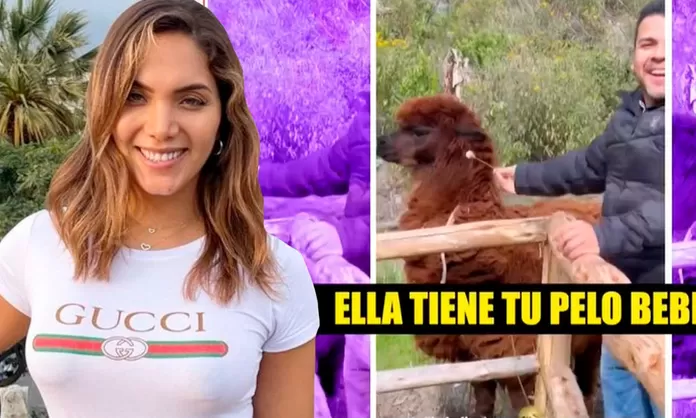 Isabel Acevedo es troleada por su novio al ver una alpaca: "Ella tiene ...