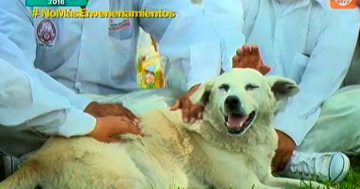 Conoce la conmovedora historia de 'Chacalón' el perro cantante ...