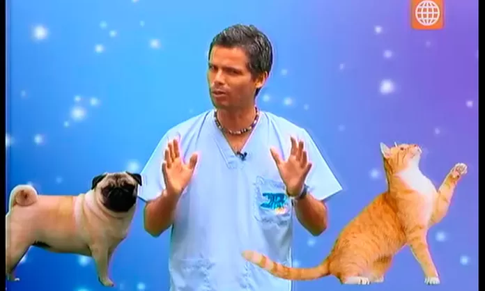 Tip DR Vet: ¿Qué hacer cuando tu perro o gato sufre una hemorragia?