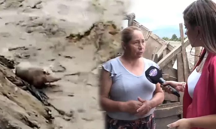 Dueña del cerdo rescatado en el río Chillón lamentó lo que sucedió con ...